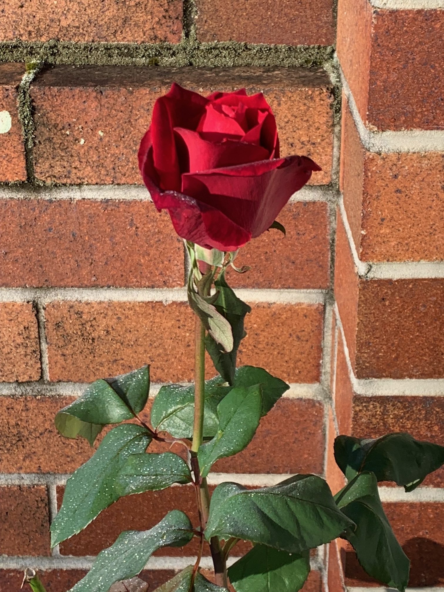 Tacey, Joan ‘Lexie’ – Carnarvon Funeral Services